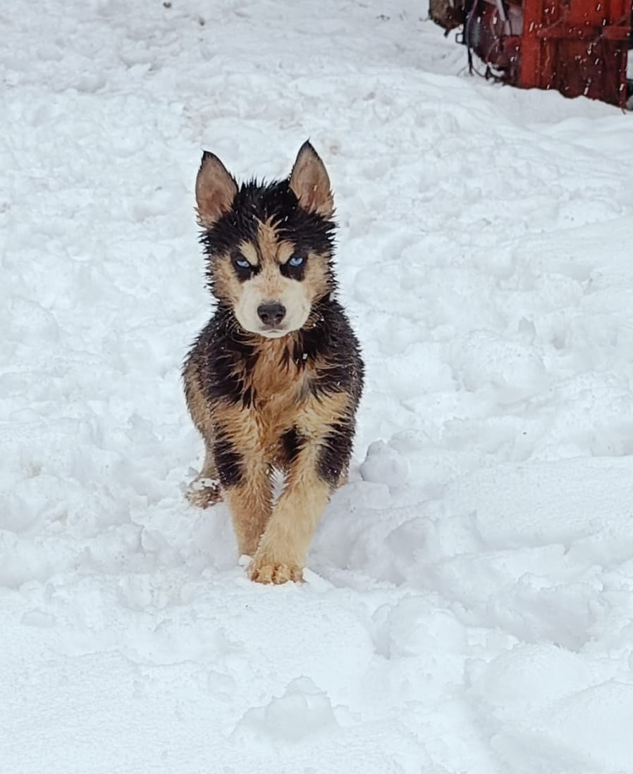 Husky Siberian rasa pura – Anuntul Meu